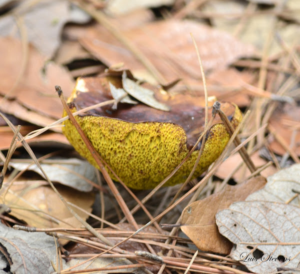 Larch bolete | Project Noah