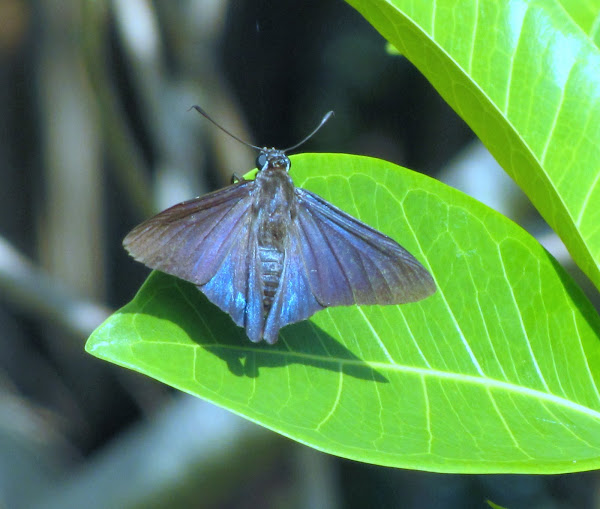 Mangrove Skipper | Project Noah