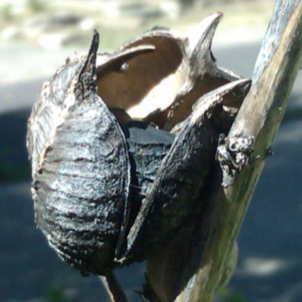 Red Yucca seed pod | Project Noah