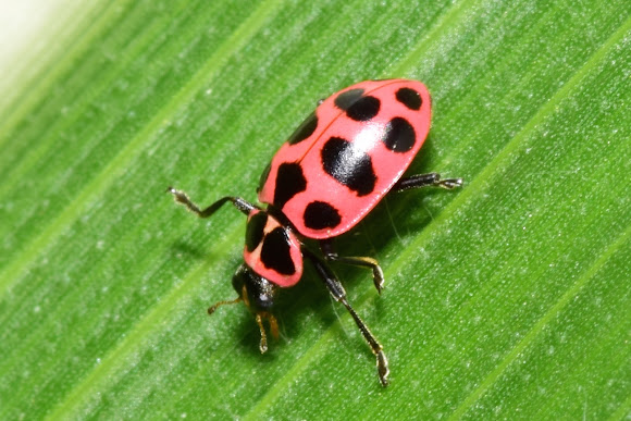 Pink-spotted Lady Beetle | Project Noah