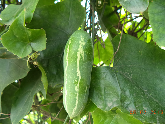 Ivy Gourd/ Baby Watermelon/ Gentleman's toes | Project Noah
