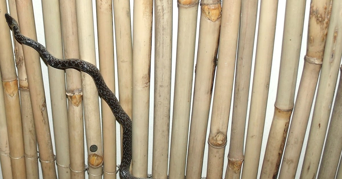 Ahas Tulog May Kamandag Ba - Halimbawa ng Bahay