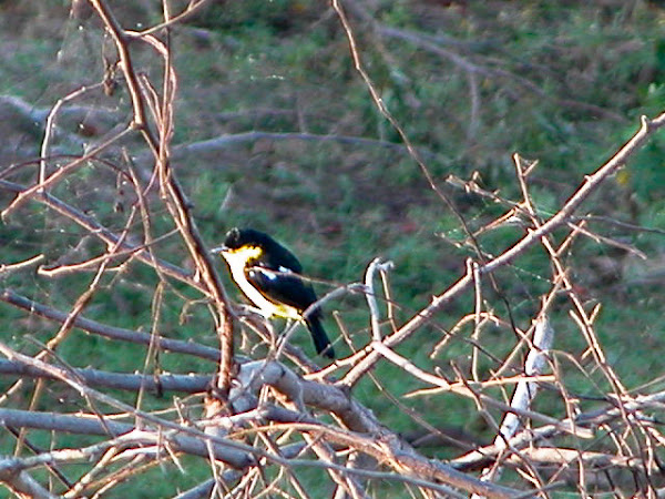 Common Iora | Project Noah