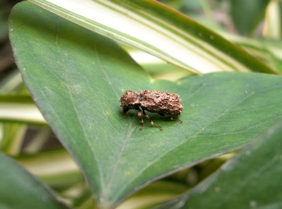 Auger Beetle. | Project Noah