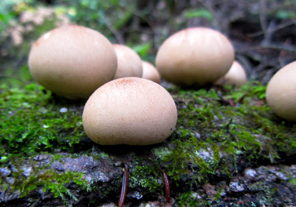Pear-shaped Puffball | Project Noah