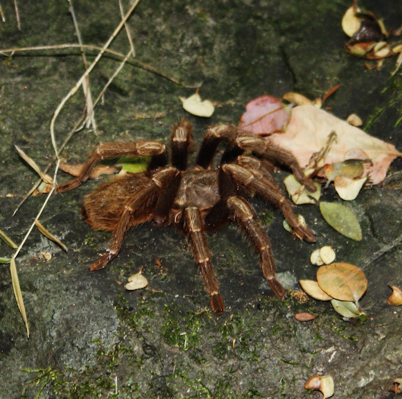 Araña Pollito / Chilean Rose Tarantula | Project Noah