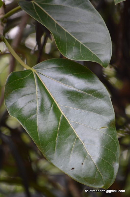 Ficus sp. | Project Noah