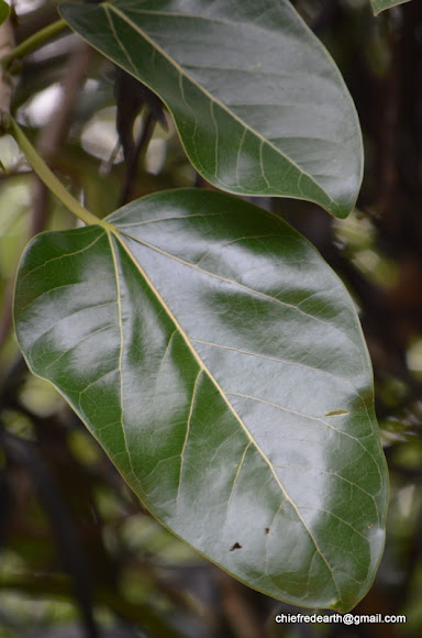 Ficus sp. | Project Noah