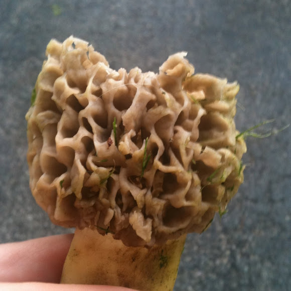 Morel | Project Noah