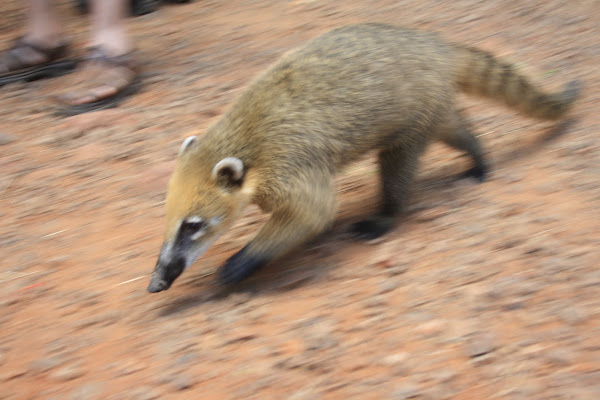 Coati | Project Noah