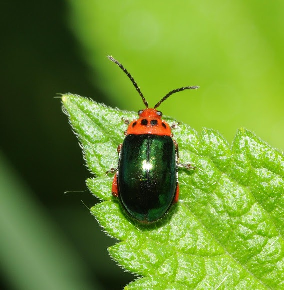 Flea beetle | Project Noah