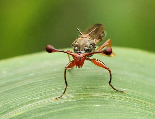 Hammer-head fly / stalk-eyed fly | Project Noah