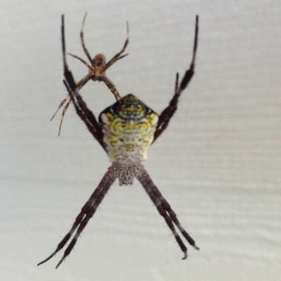 Hawaiian garden spider male (small) and female | Project Noah