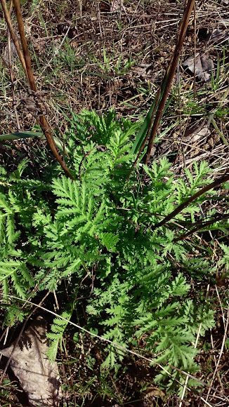 Tansy | Project Noah