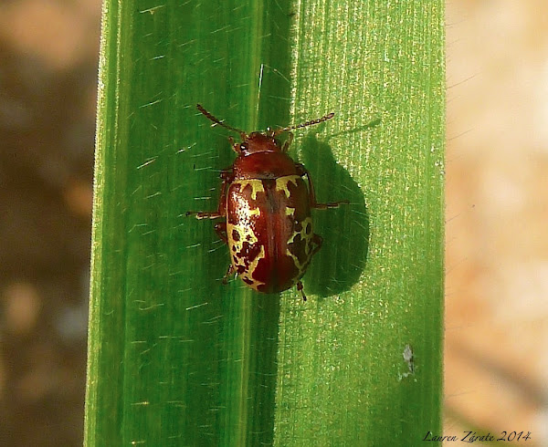 Calligraphy Leaf Beetle | Project Noah