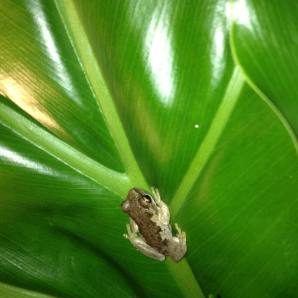 Bleating Tree Frog | Project Noah