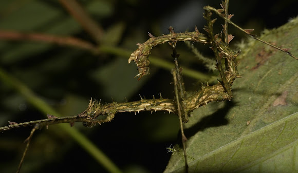 Spiny Mossy Stick Insect - Male & Female | Project Noah
