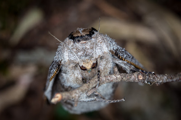 Wattle Goat Moth | Project Noah