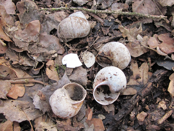 Burgundy snail hibernating | Project Noah