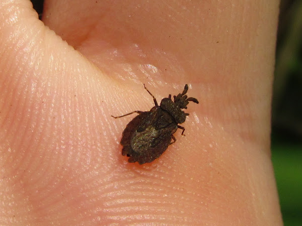 Flat Bug | Project Noah