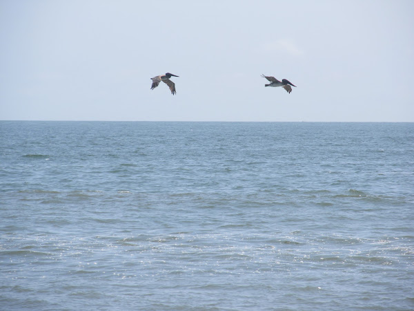 Pelicans | Project Noah