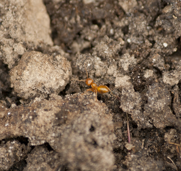 Citronella Ant | Project Noah