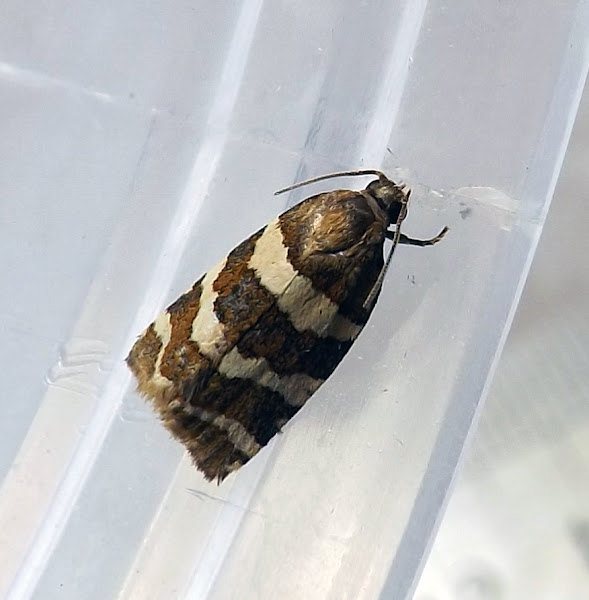 Banded Leafroller Moth | Project Noah