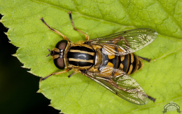 Helophilus pendulus | Project Noah