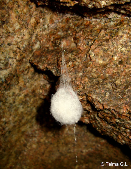 Spider nest | Project Noah