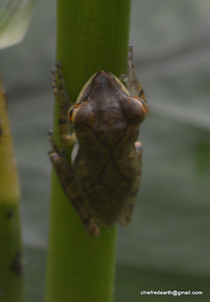 western tree frog | Project Noah