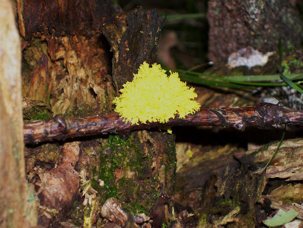many-headed slime mold | Project Noah