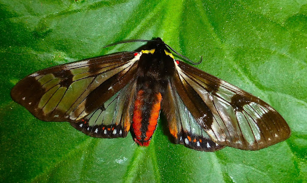 Saga of the Flag Moth - Part 9 | Project Noah