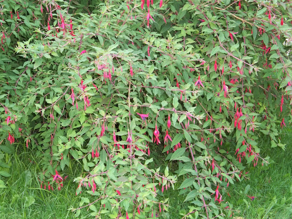 Flowering shrub | Project Noah