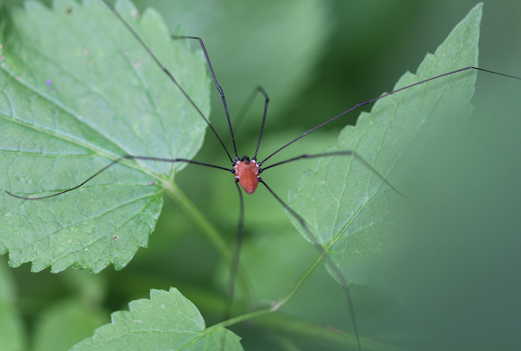 red opilionid | Project Noah