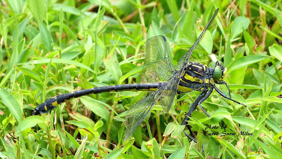 Dragonhunter Dragonfly | Project Noah