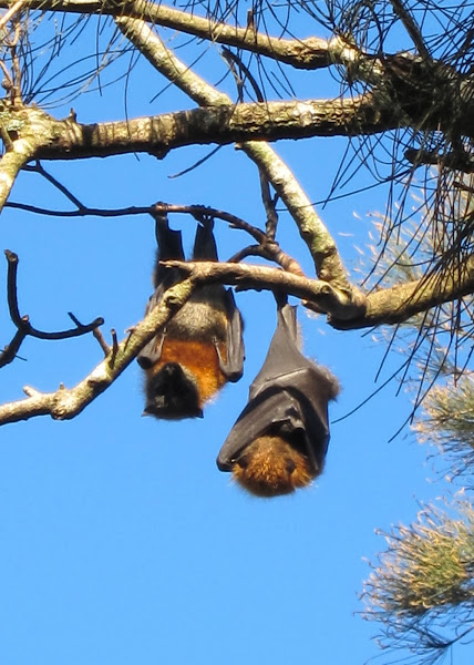 Grey-headed Flying Fox (colony July 2013) | Project Noah