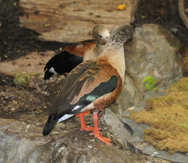 Orinoco goose | Project Noah