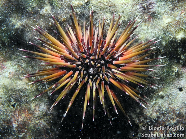Rock-boring Urchin | Project Noah