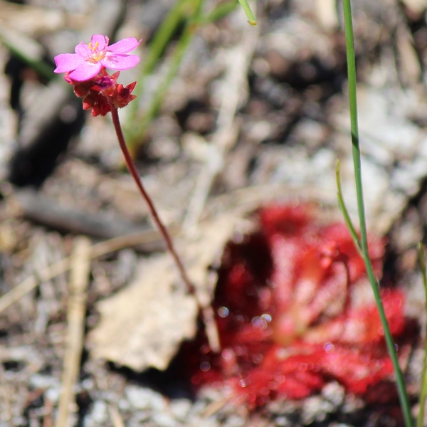 Spoon-leaf sundew | Project Noah