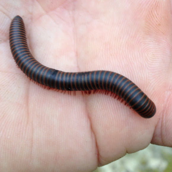 Worm Millipede | Project Noah