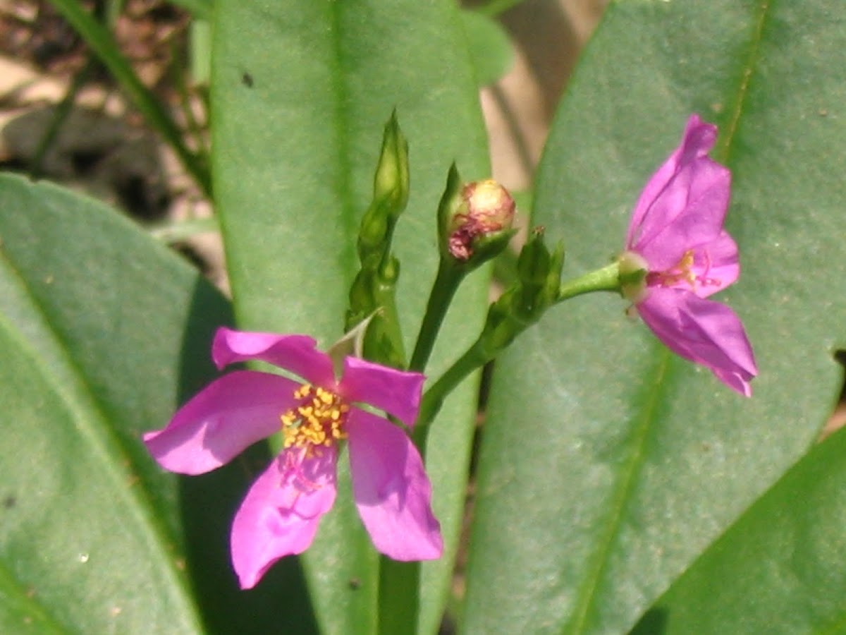 waterleaf, cariru, Surinam purslane, Philippine spinach, Ceylon spinach ...