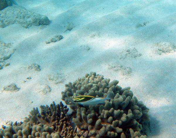 Two-line monocle bream | Project Noah