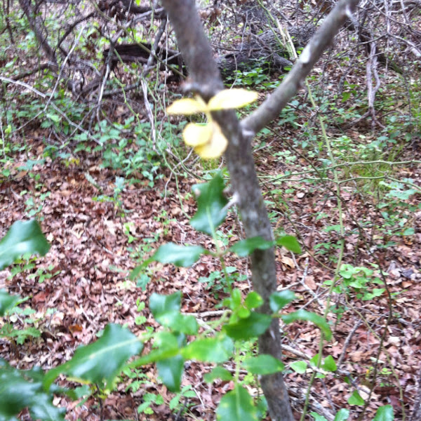 Prickly ash | Project Noah