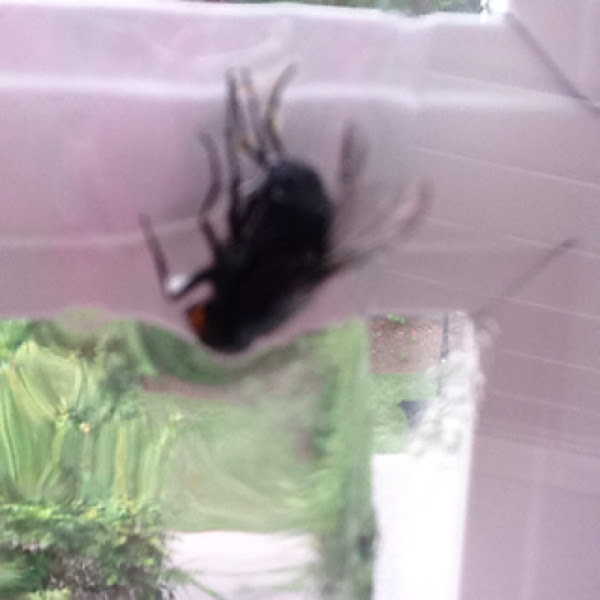 Common Housefly | Project Noah