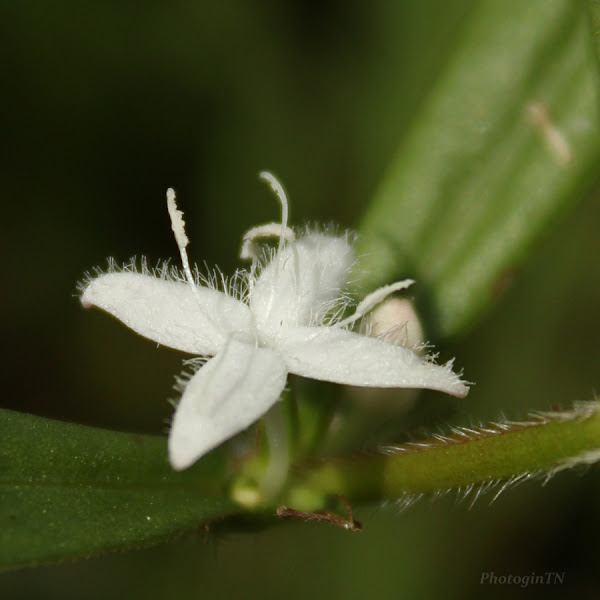 Virginia Buttonweed | Project Noah