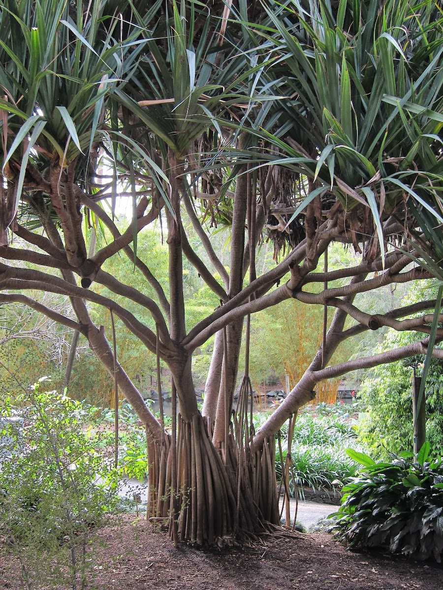Pandanus Palm (aka Screw Palm) | Project Noah