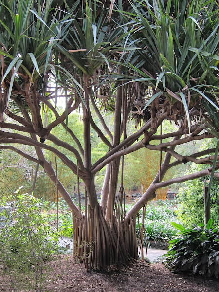 Pandanus Palm (aka Screw Palm) | Project Noah