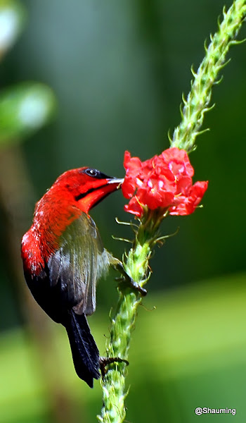 Sunbird | Project Noah