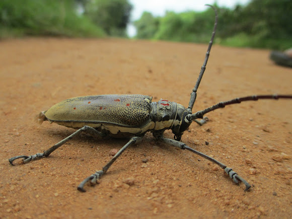 Mango stem borer | Project Noah