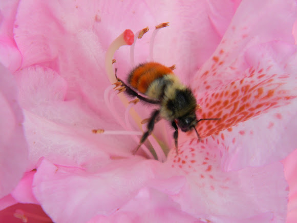 Two Form Bumble Bee | Project Noah